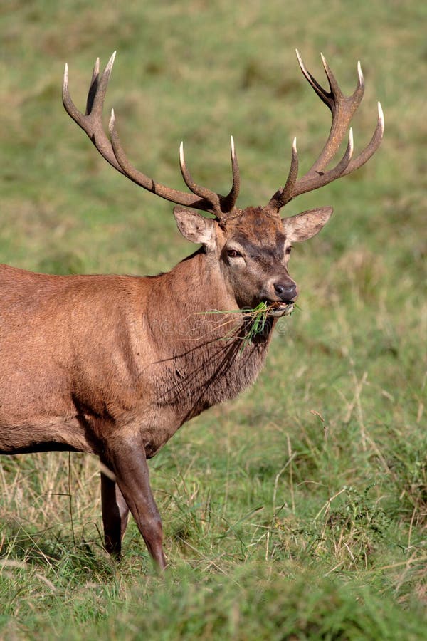 24,870 Red Deer Stag Stock Photos - Free & Royalty-Free Stock Photos ...