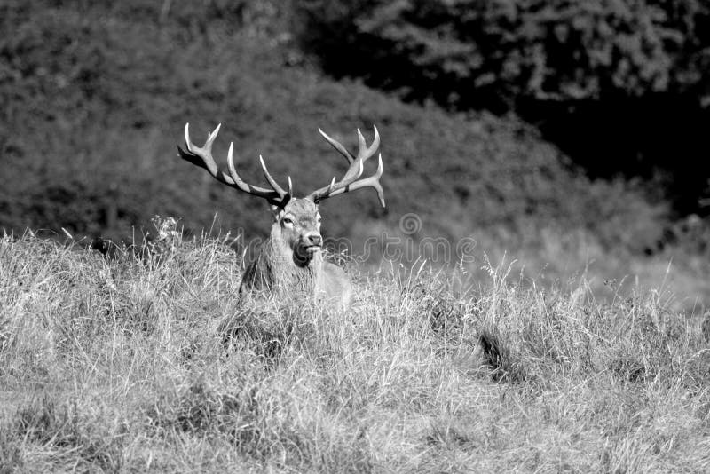 Red Deer Stag stock image. Image of park, deer, parkland - 329469