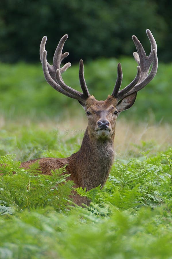 25,151 Red Deer Stag Stock Photos - Free & Royalty-Free Stock Photos ...