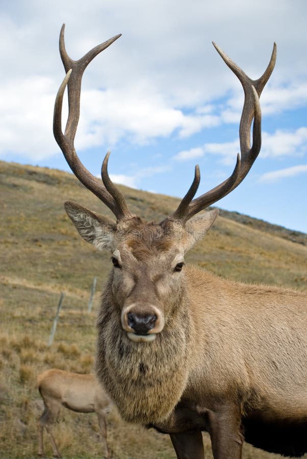 Red deer stag stock photo. Image of grass, deer, nature - 8552926