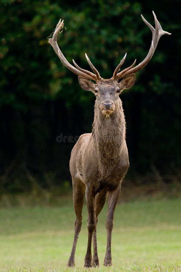 Red deer stag stock photo. Image of grass, deer, nature - 8552926