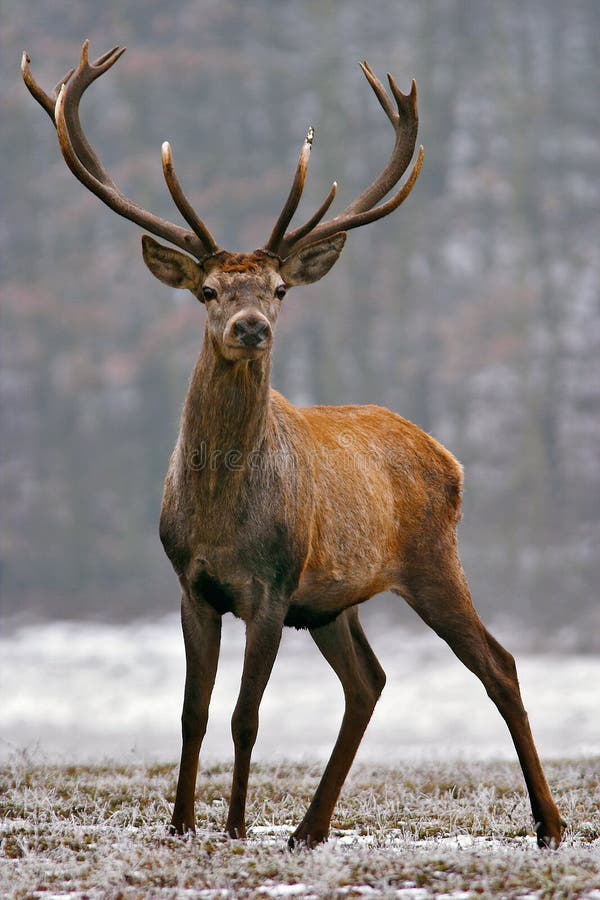 Red Stag Deer