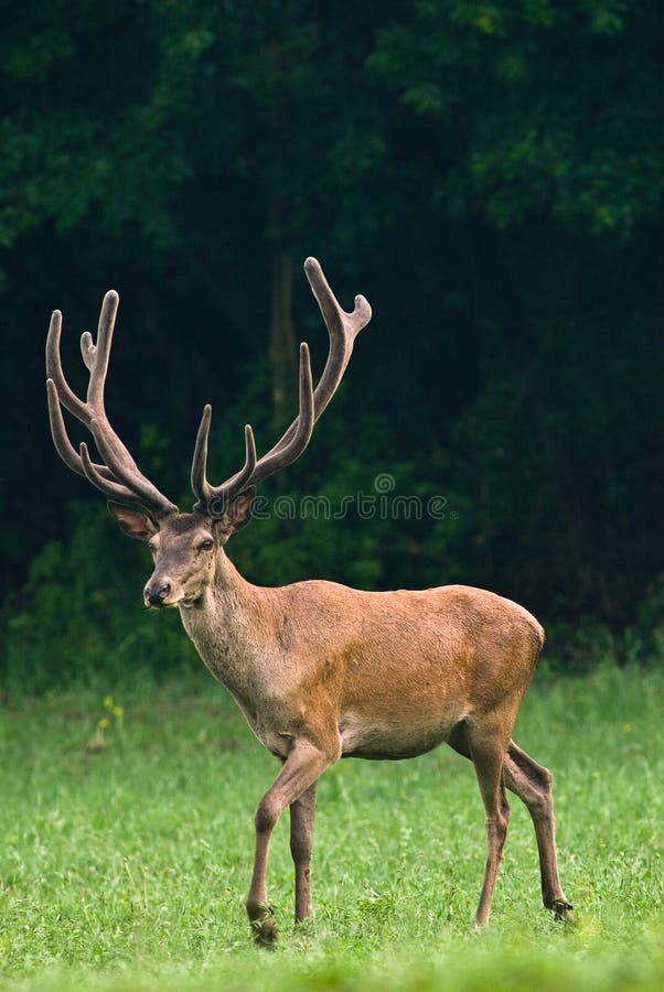 Red deer stag stock photo. Image of grass, deer, nature - 8552926