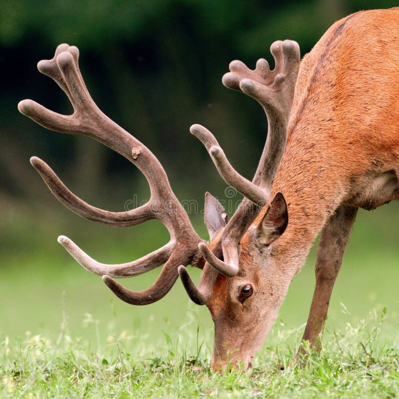 Red deer stag stock photo. Image of grass, deer, nature - 8552926