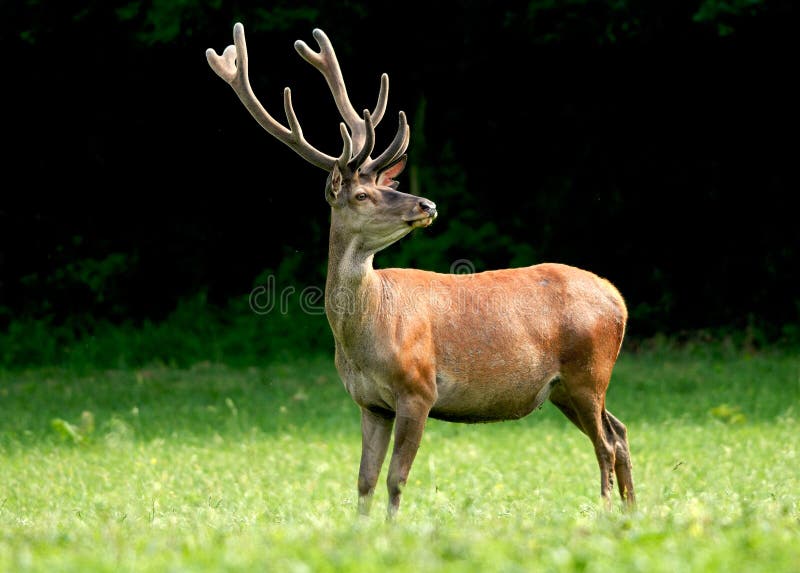 Red deer stag stock photo. Image of grass, deer, nature - 8552926