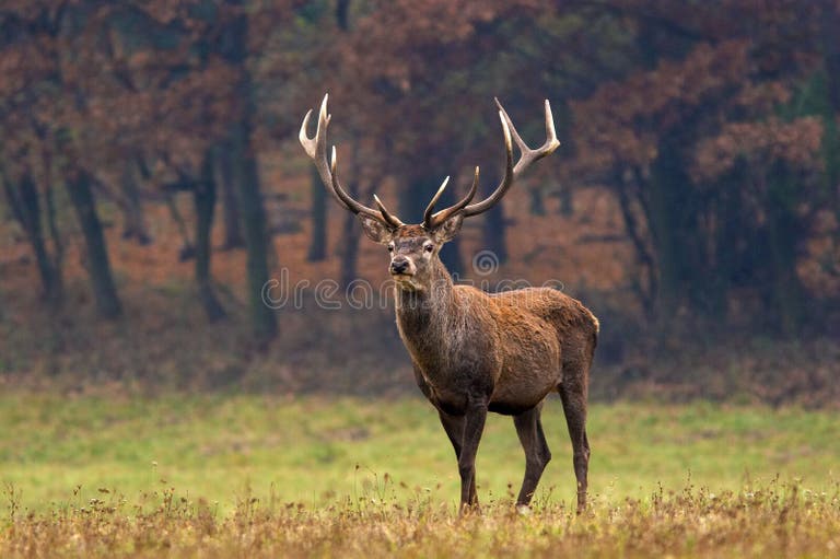 Red deer stag stock image. Image of wildlife, nature, mammal - 8553119
