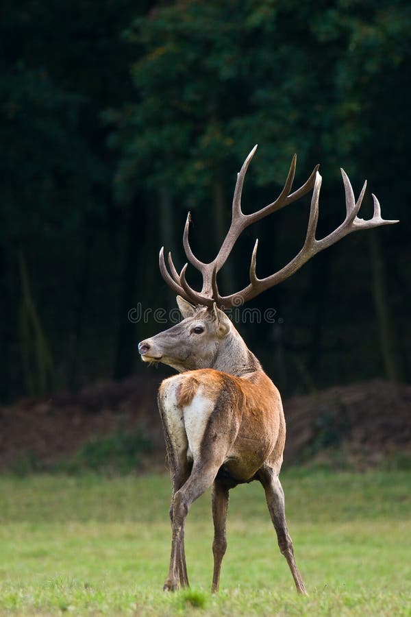 Red deer stag stock photo. Image of grass, deer, nature - 8552926