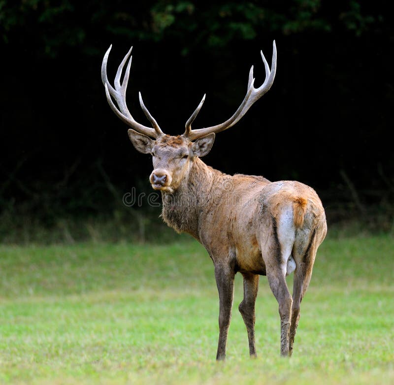 Red deer stag stock photo. Image of grass, deer, nature - 8552926