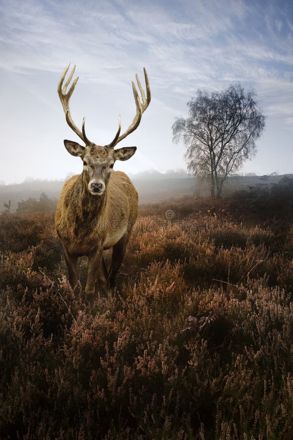 Red Deer Stag in Autumn Fall Misty Landscape Stock Image - Image of ...