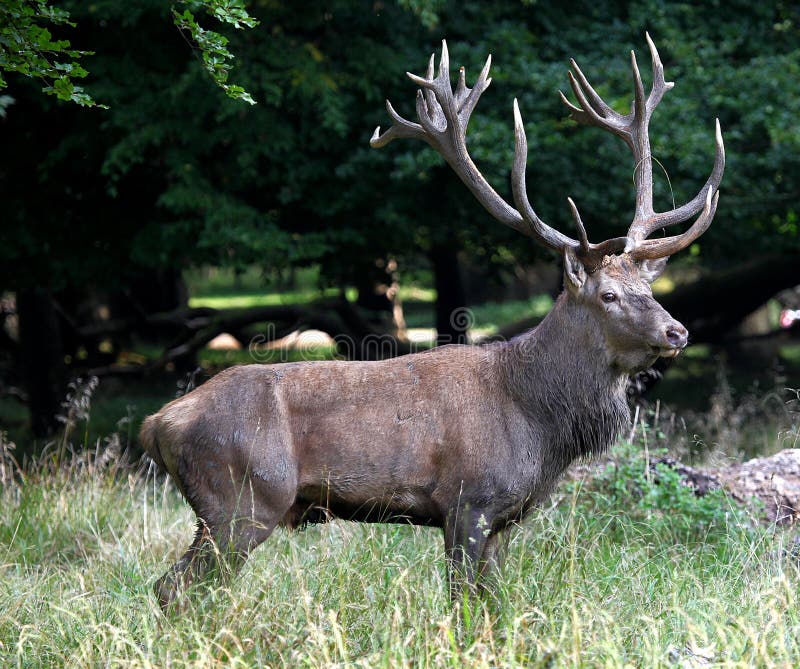 Red deer stag stock image. Image of colorful, studio - 77951023