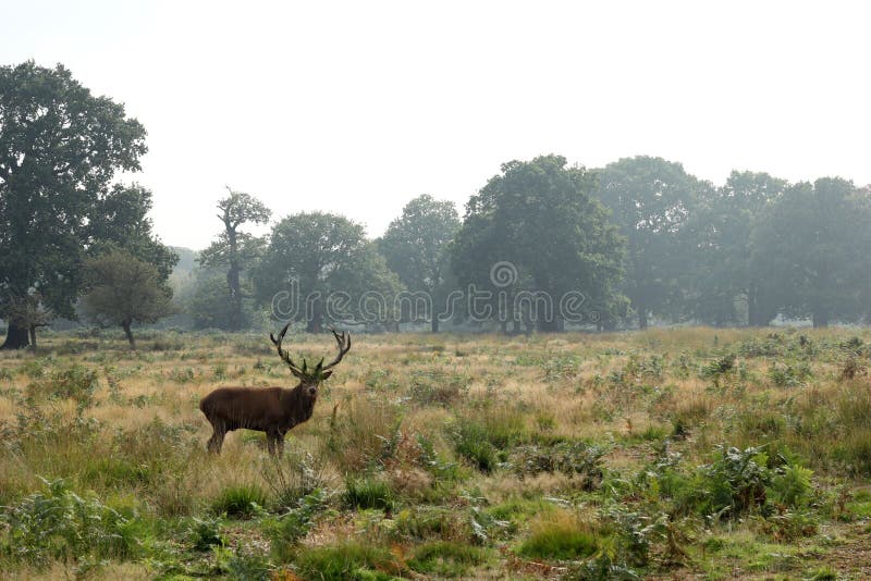 Red Deer Stag in Autumn Landscape Stock Image - Image of antlers ...