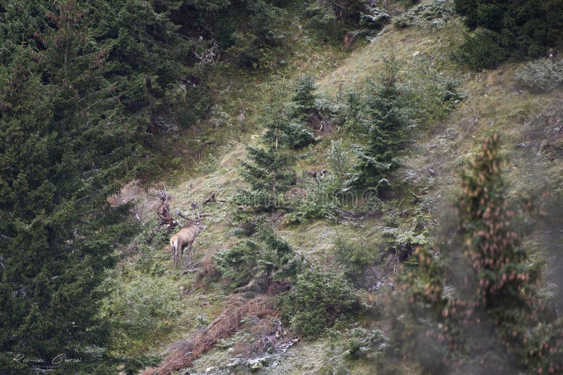 Red Deer Stag in Autumn Season Stock Image - Image of stag, animal ...