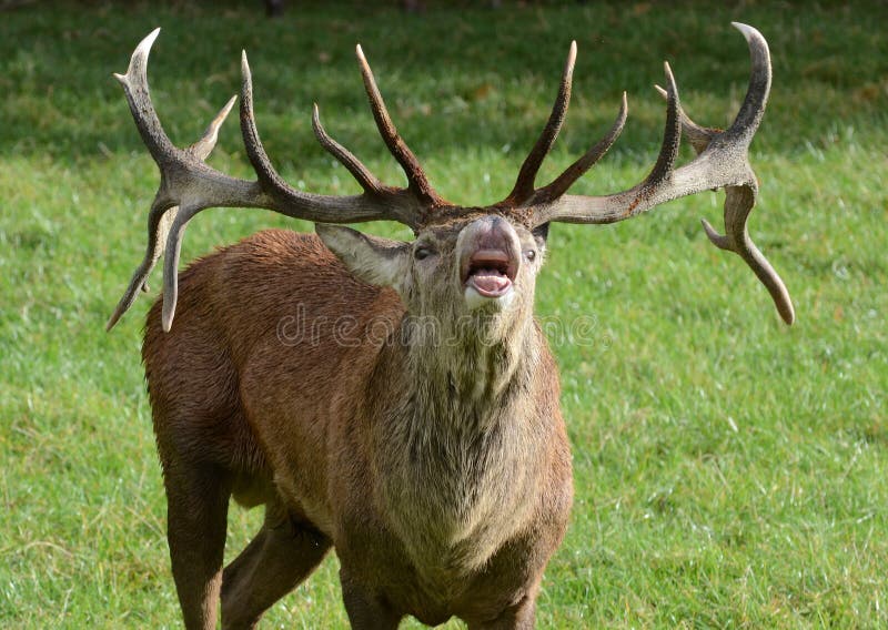 Red Deer Stag Bellowing stock photo. Image of antler - 21873498