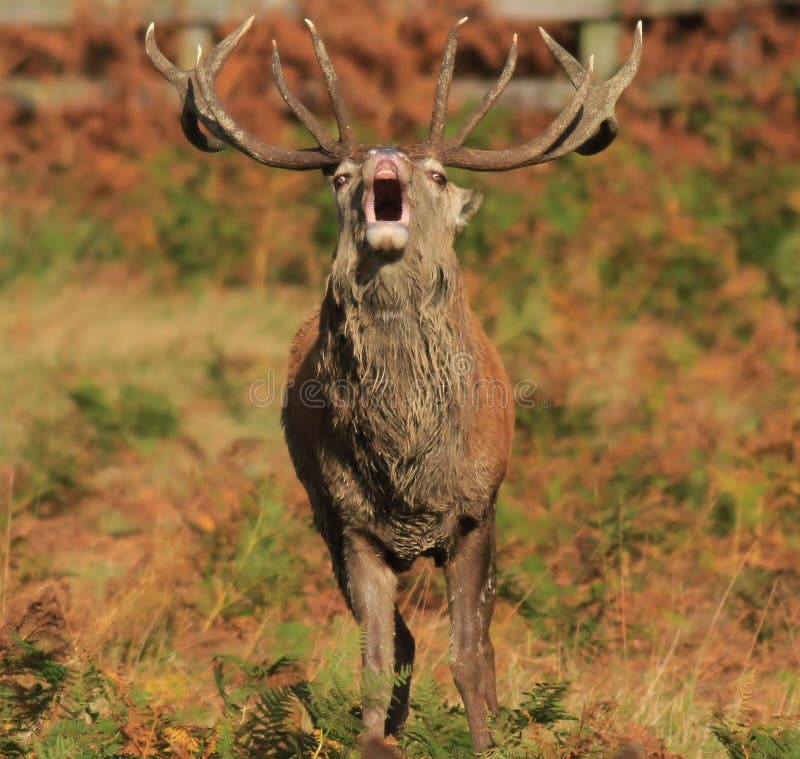 Red Deer Stag stock photo. Image of antlers, morning - 46545632