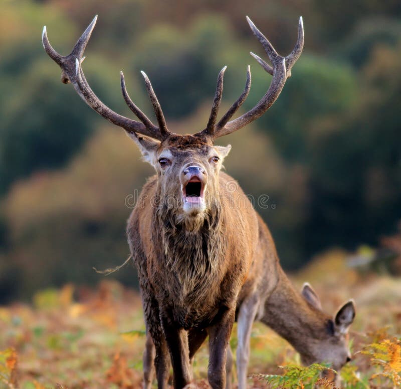 Red Deer Stag stock image. Image of cervus, antler, animal - 46545633