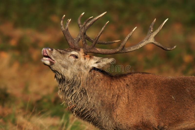Red Deer Stag stock photo. Image of cervus, antlers, female - 46545714