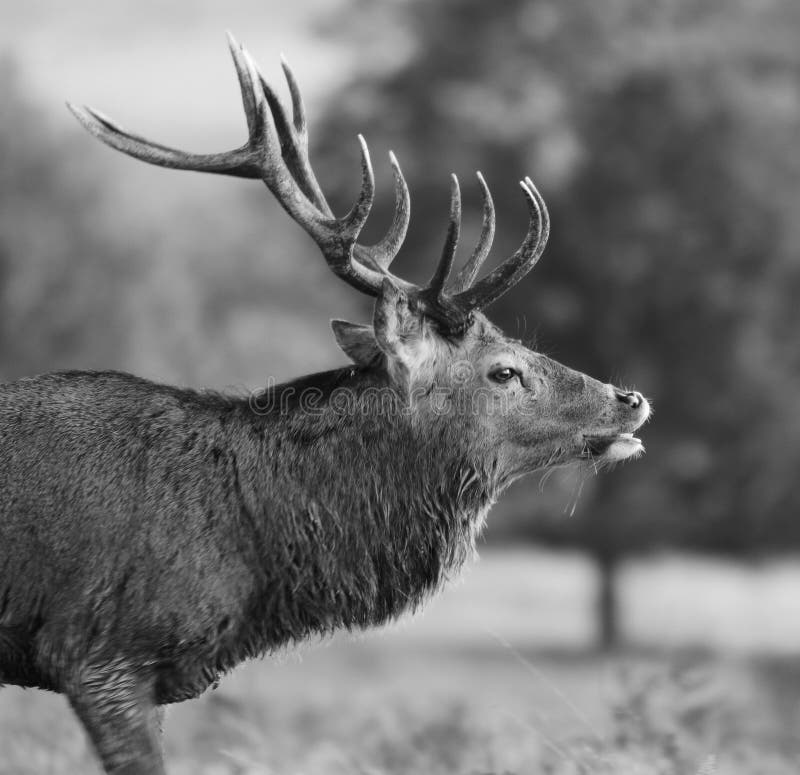 Red Deer Stag stock image. Image of mammal, bracken, elaphus - 46545799