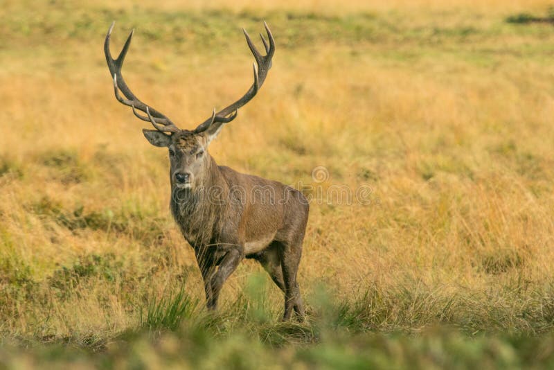 Red Deer Stag stock photo. Image of color, bellow, large - 79003558