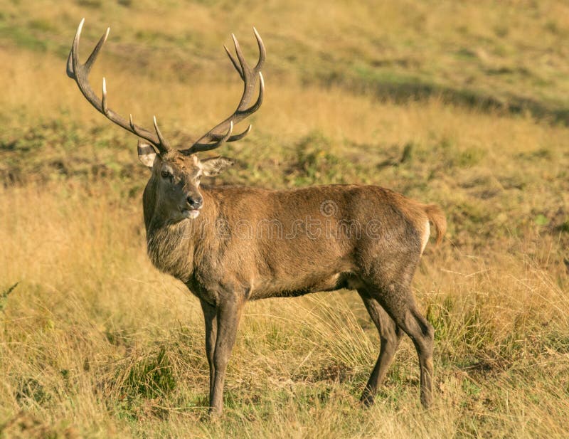 Red Deer Stag stock photo. Image of bellowing, bellow - 79003864