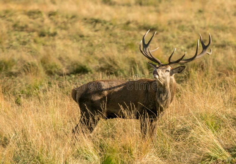 Red Deer Stag stock image. Image of bellow, color, morning - 79005641
