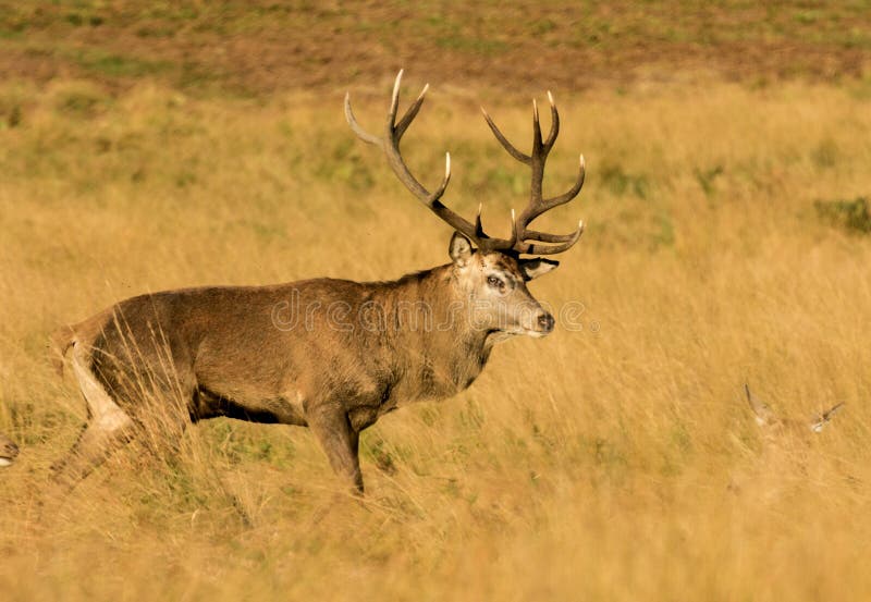 Red Deer Stag running stock photo. Image of fawn, autumn - 79488358