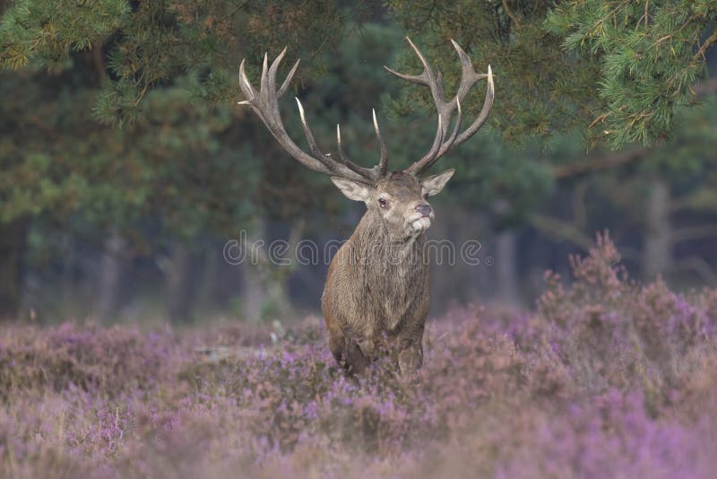 Red deer stag stock photo. Image of season, purple, stag - 45166672
