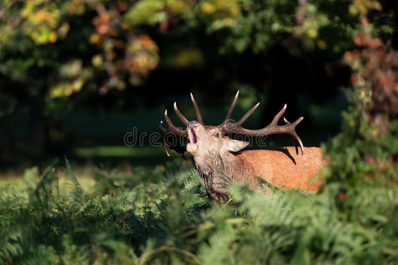 Red Deer Stag Calling during Rutting Season in Autumn Stock Photo ...