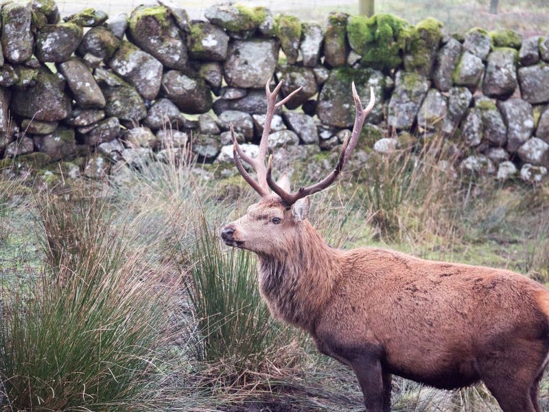 Red deer stag stock photo. Image of natural, nature, cute - 88296308
