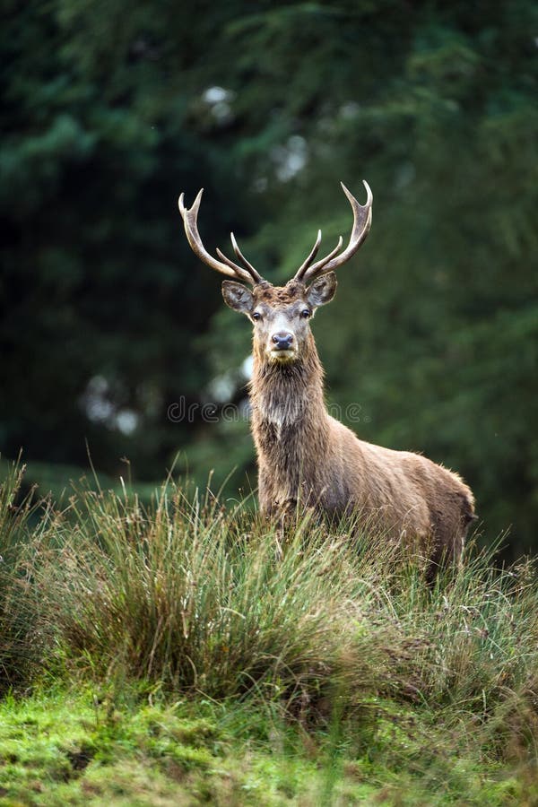 Red Deer stock photo. Image of wild, cervus, forest, venison - 35365044