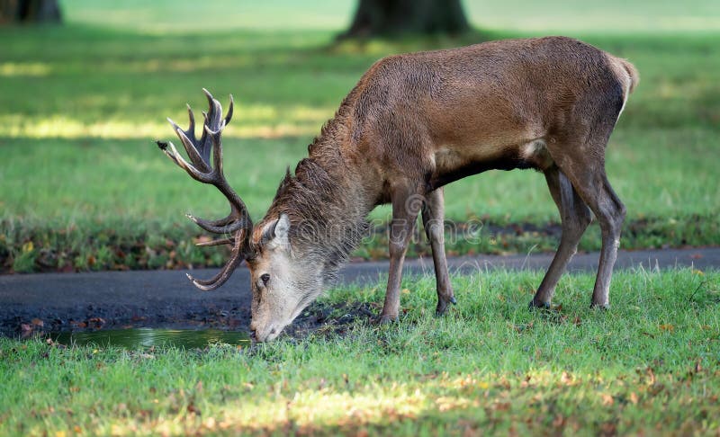 Red Deer Stag Drinking from a Water Puddle Stock Photo - Image of male ...