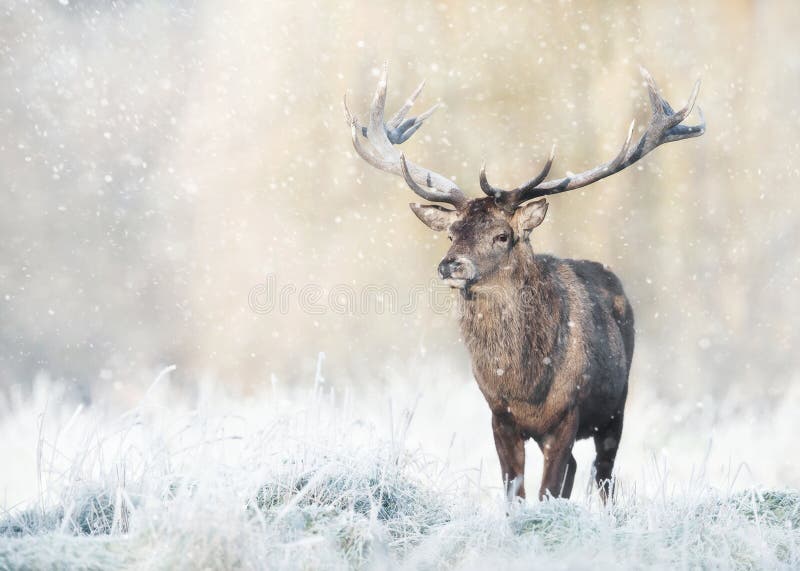 Red Deer Stag in the Falling Snow in Winter Stock Photo - Image of cold ...