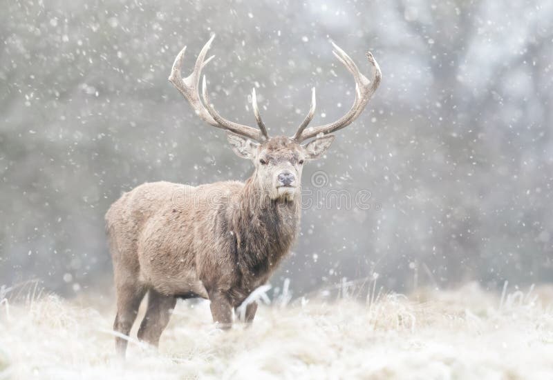 Red Deer Stag in the Falling Snow in Winter Stock Photo - Image of ...