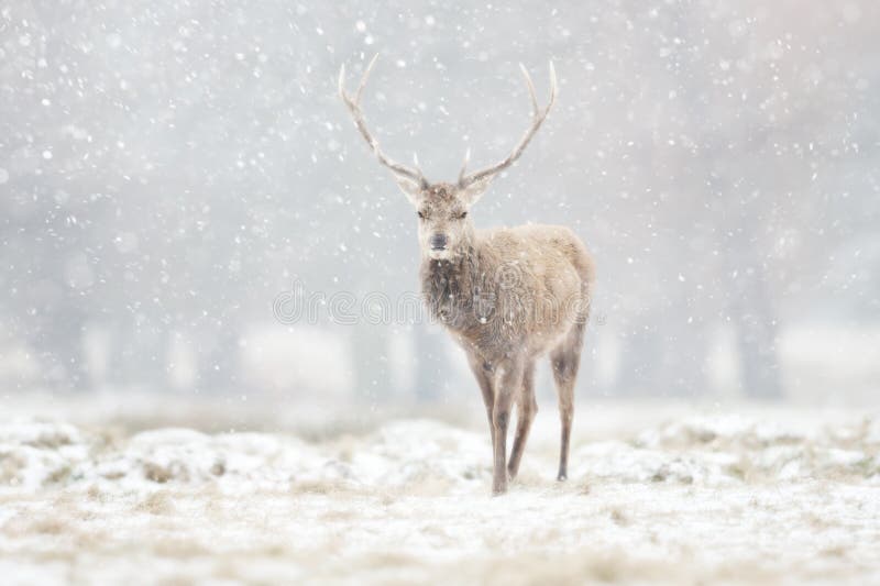Red Deer Stag in the Falling Snow in Winter Stock Image - Image of ...