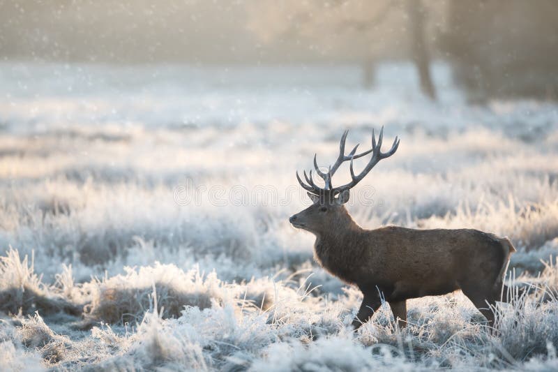 Red Deer Stag in the Falling Snow in Winter Stock Image - Image of ...