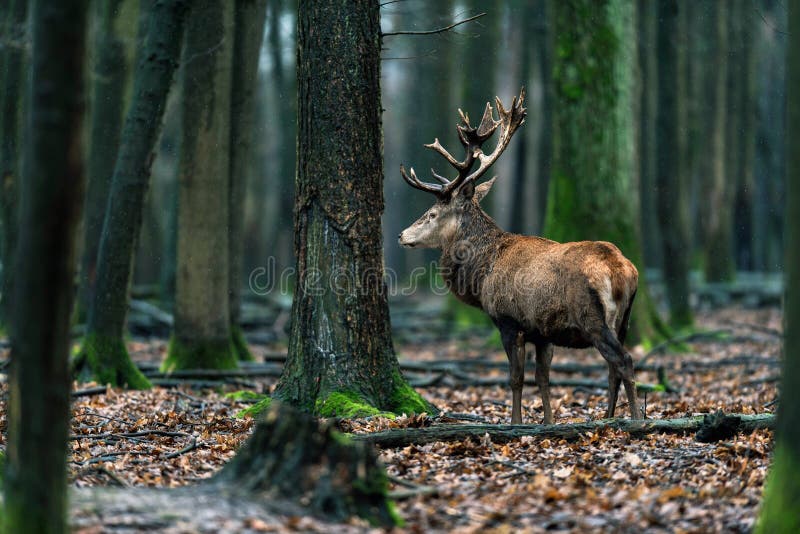 Red Deer Stag in Forest with Mossy Tree Trunks. Stock Image - Image of ...