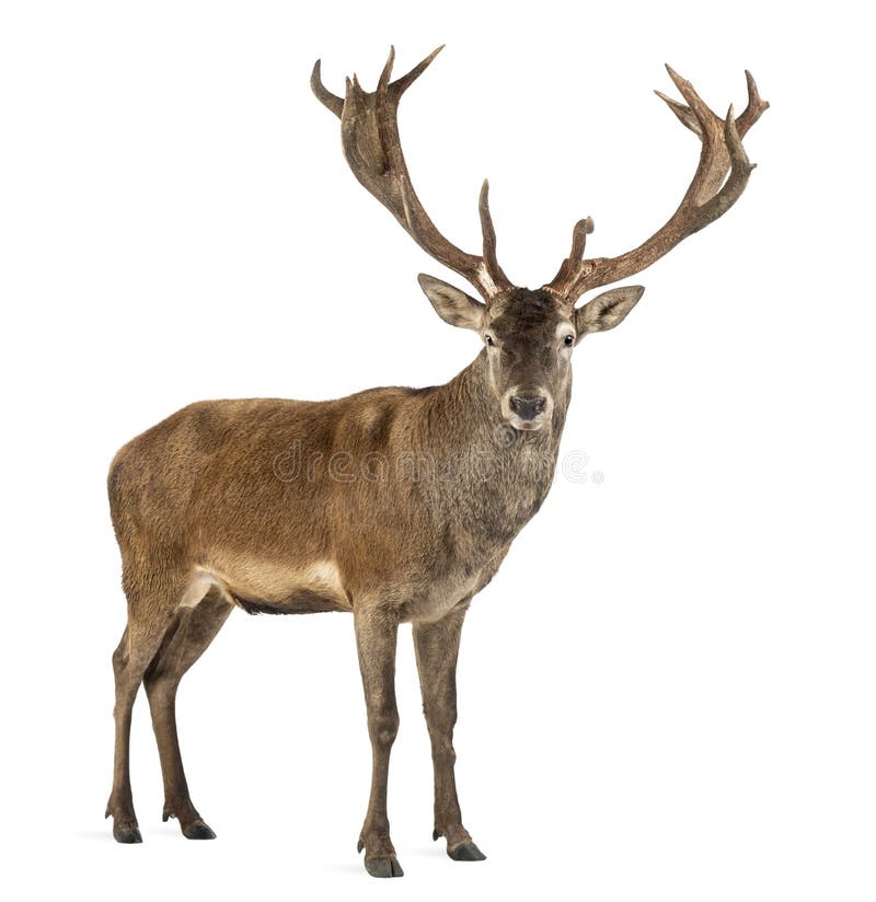 25,119 Red Deer Stag Stock Photos - Free & Royalty-Free Stock Photos ...
