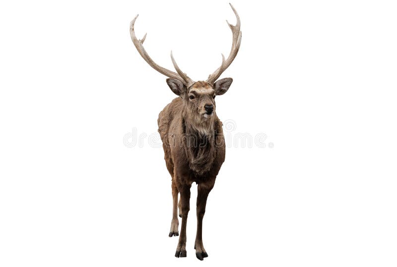 Red Deer Stag in Front of a White Background _ Clipping Path Stock ...
