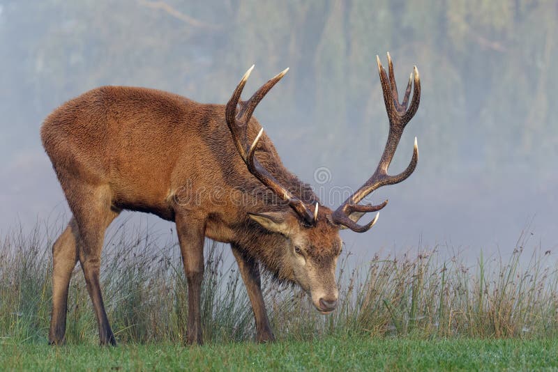 Red Deer stag stock image. Image of toed, rich, misty - 61515295