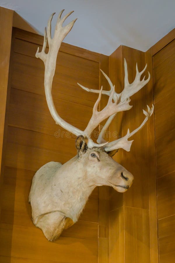 Red deer stag head. stock photo. Image of white, headshot - 71776564