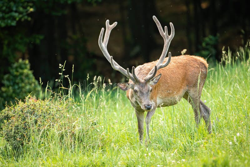 Red Deer Stag Walking in Front of a Herd in Rutting Season Stock Image ...