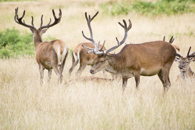 Red Deer Stag Herd in Summer Field Landscape Stock Image - Image of ...