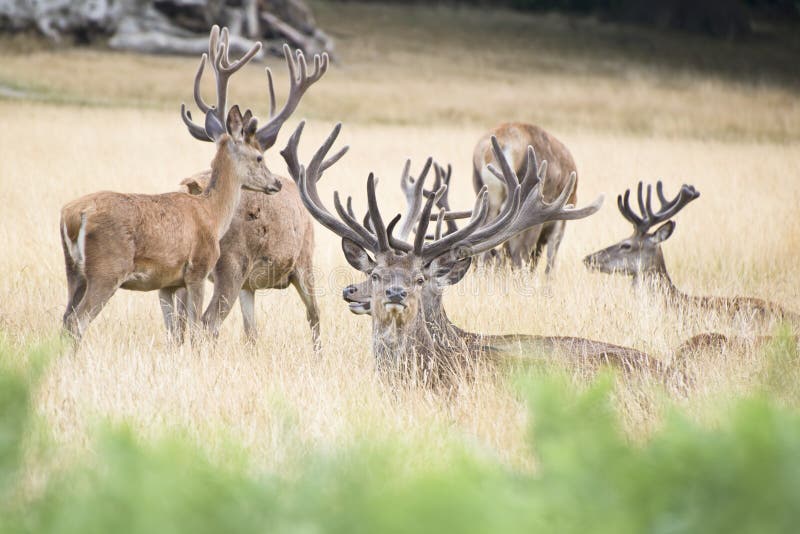 Red Deer Stag Herd in Summer Field Landscape Stock Image - Image of ...