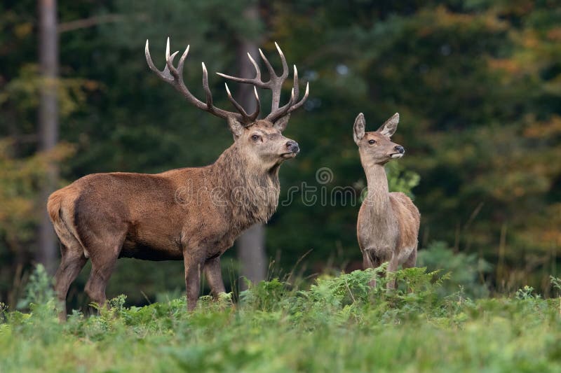 Red Deer Stag and Hind, Cervus Elaphus Stock Image - Image of autumn ...