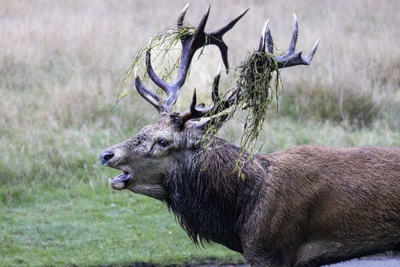 Red Deer Stag with His Head Dress on Stock Image - Image of grazing ...