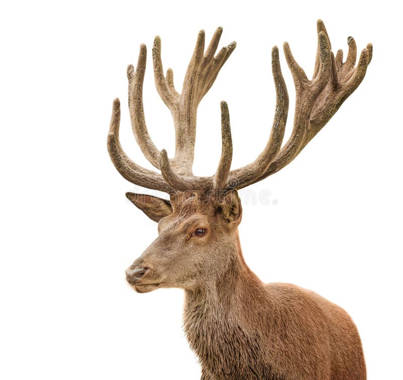 Red Deer Stag Isolated on a White Background Stock Photo - Image of ...