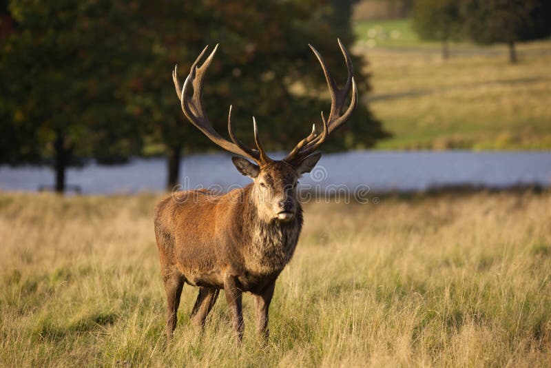 A Red Deer Stag with Large Antlers Facing the Camera Stock Image ...