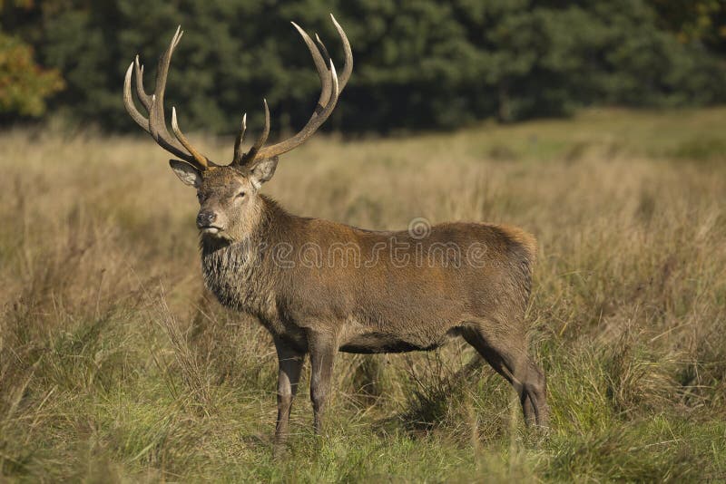 A Red Deer Stag with Large Antlers Facing the Camera Stock Image ...