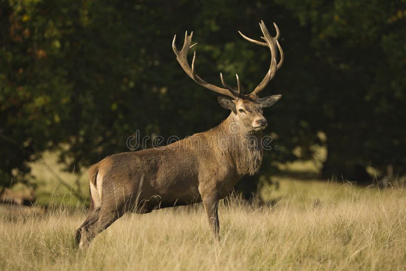 A Red Deer Stag with Large Antlers Standing in the Shade of a Tree ...