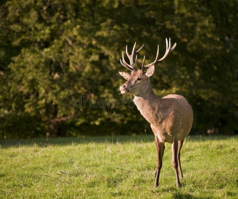 Stag portrait (red deer) stock photo. Image of deer, animal - 10459752
