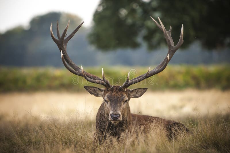 Red Deer Stag stock image. Image of creature, natural - 62141309